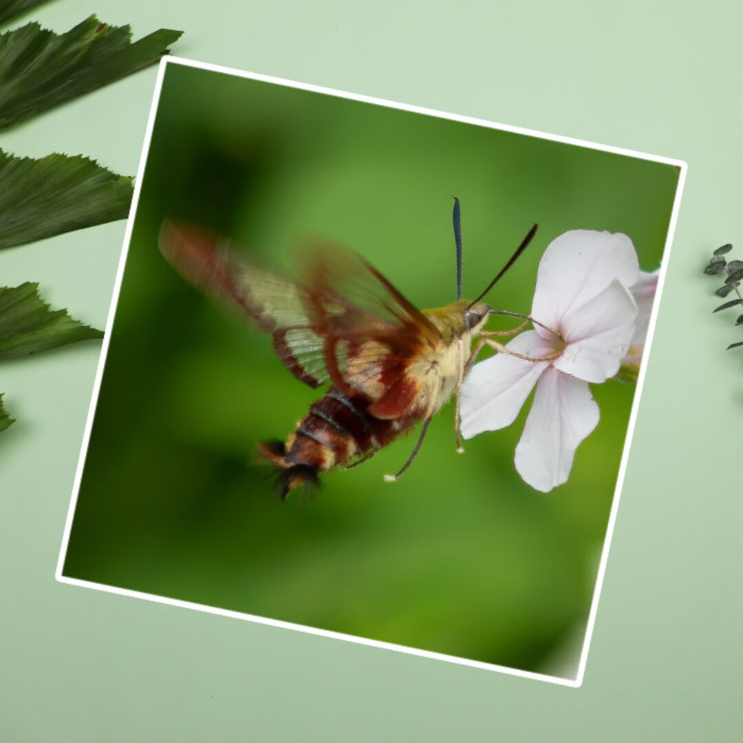 Humming Bird Moth Stickers, Hummingbird Moth Sticker, Insect Sticks ...
