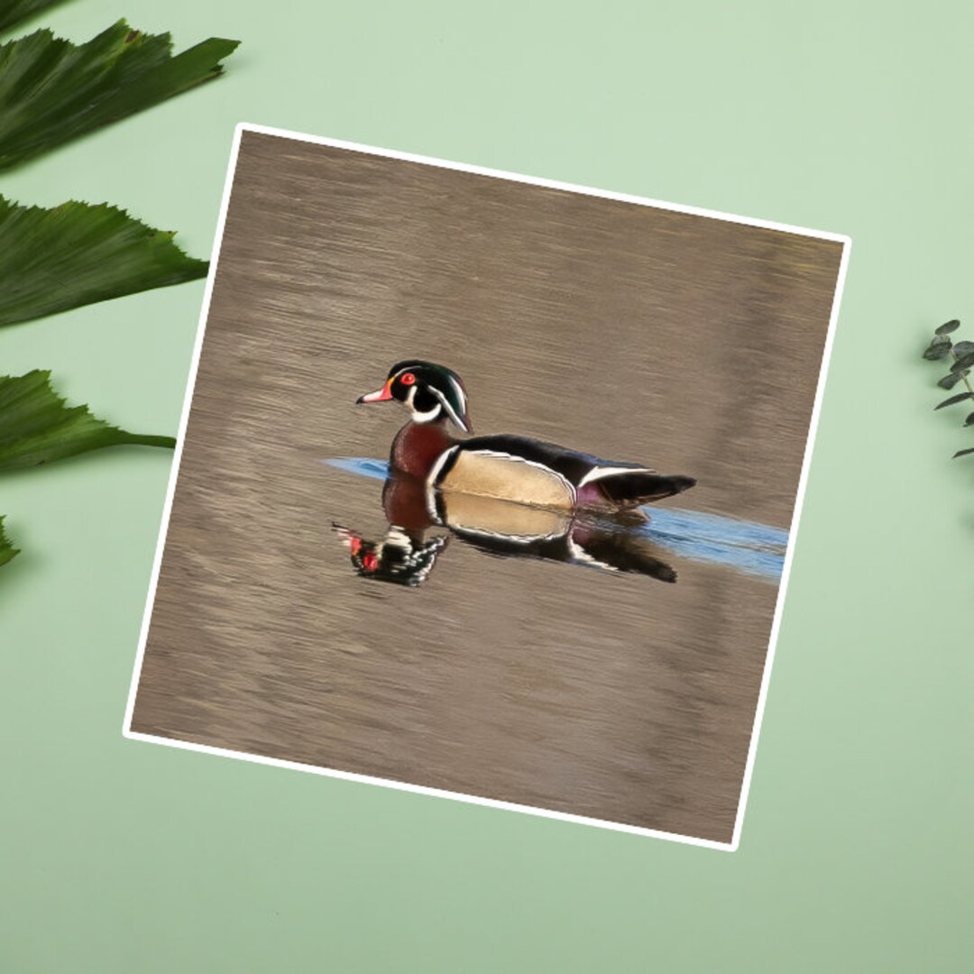 Wood Duck Sticker, Male Wood Duck, Wood Duck Drake, Colorful Duck, Duck ...