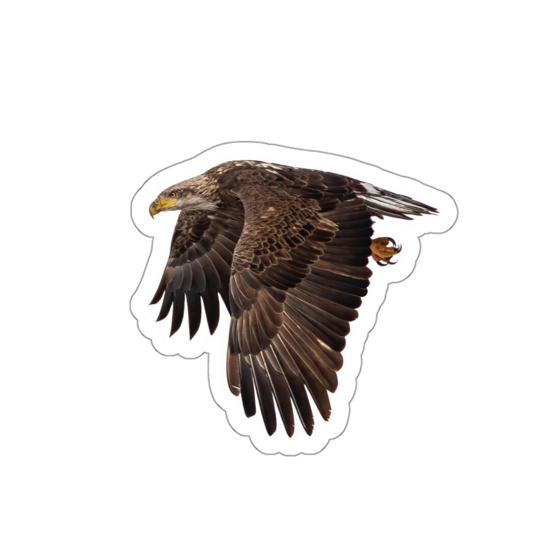 Juvenile Bald Eagle Sticker, Young Bald Eagle in Flight, Flying Eagle ...