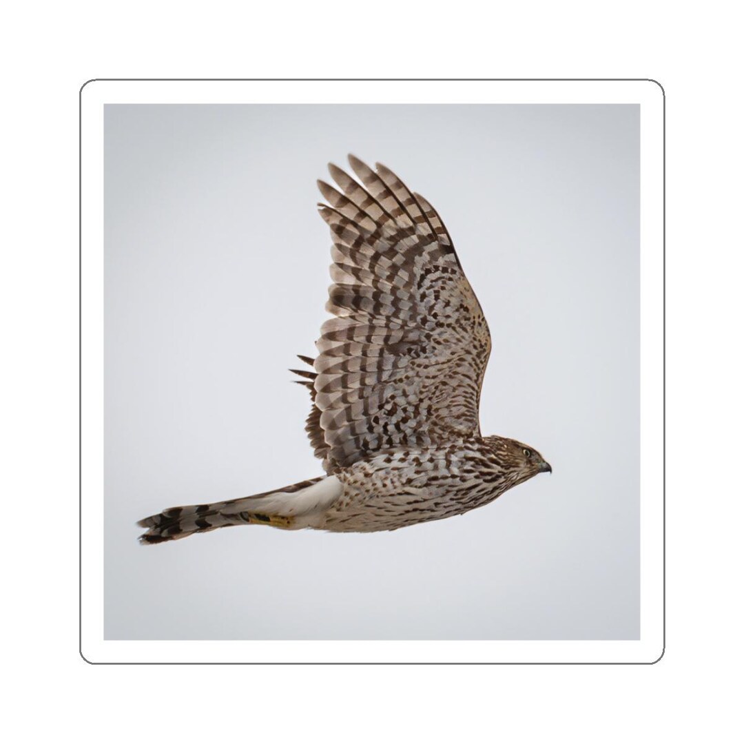 Hawk in Flight Sticker, Flying Hawk, Bird in Flight, Young Hawk, Nature ...