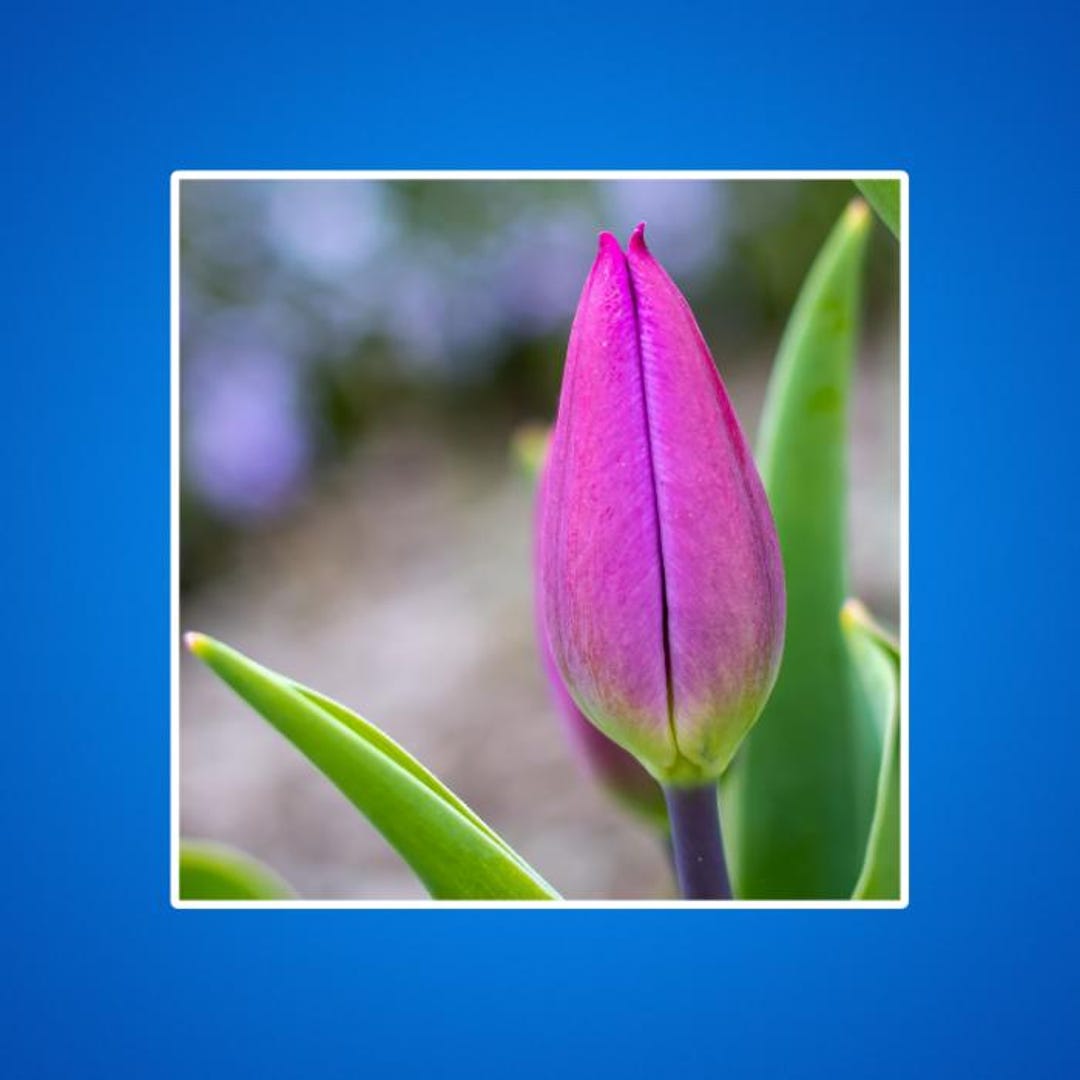 Deep Pink Tulip Flower Sticker, Floral Sticker, Flower Decal, Nature ...