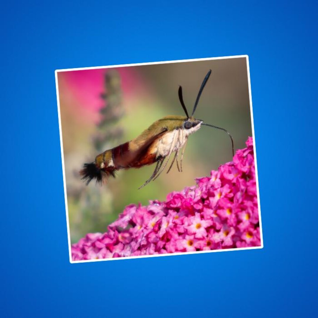 Hummingbird Moth Stickers, Hummingbirds, Moths and Butterflies, Insects ...