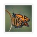 Monarch Butterfly Sticker, Square, Butterfly, Nature Photo, Insect ...