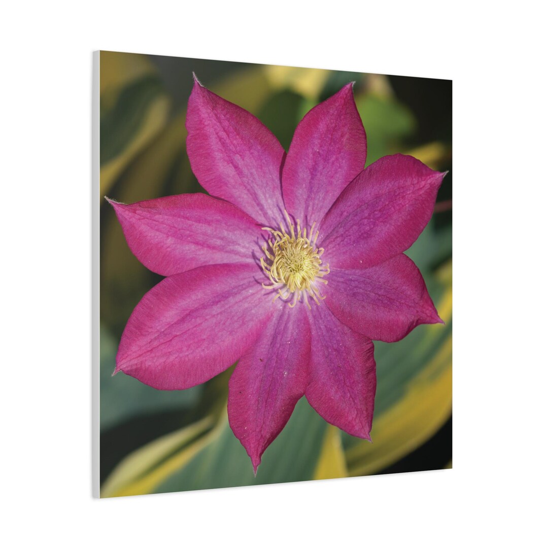 Canvas Wall Art, Pink Clematis Photo, Matte Stretched 1 25" Print, Home ...