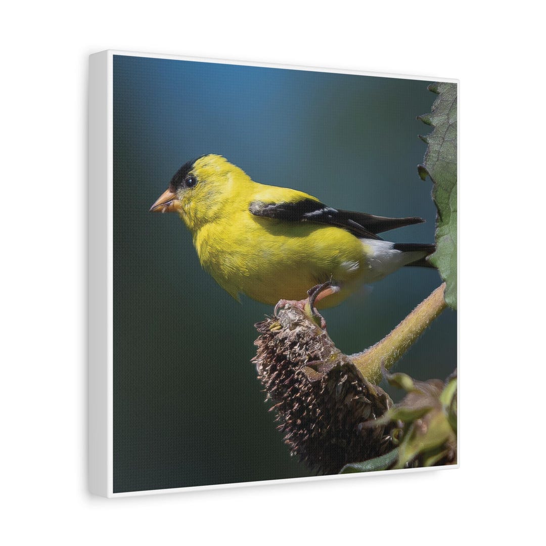 Canvas Print, Goldfinch Photo Wall Art, Nature Photography Decor ...