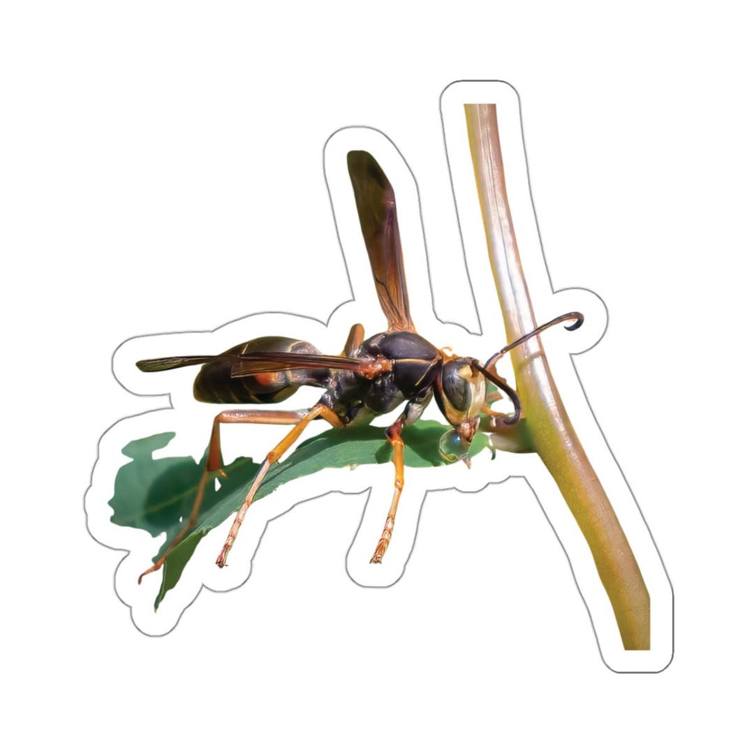 Wasp Sticker, Fancy Wasps, Wasp Drinking Water, Wasp With a Dew Drop ...