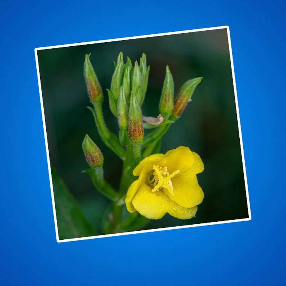 Yellow Primrose Stickers, Primrose Flowers, Yellow Flower Stickers ...