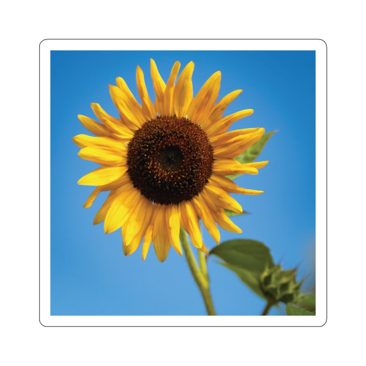 Sunflower Stickers, Sunflowers, Sunflower Seeds, Nature Stickers ...