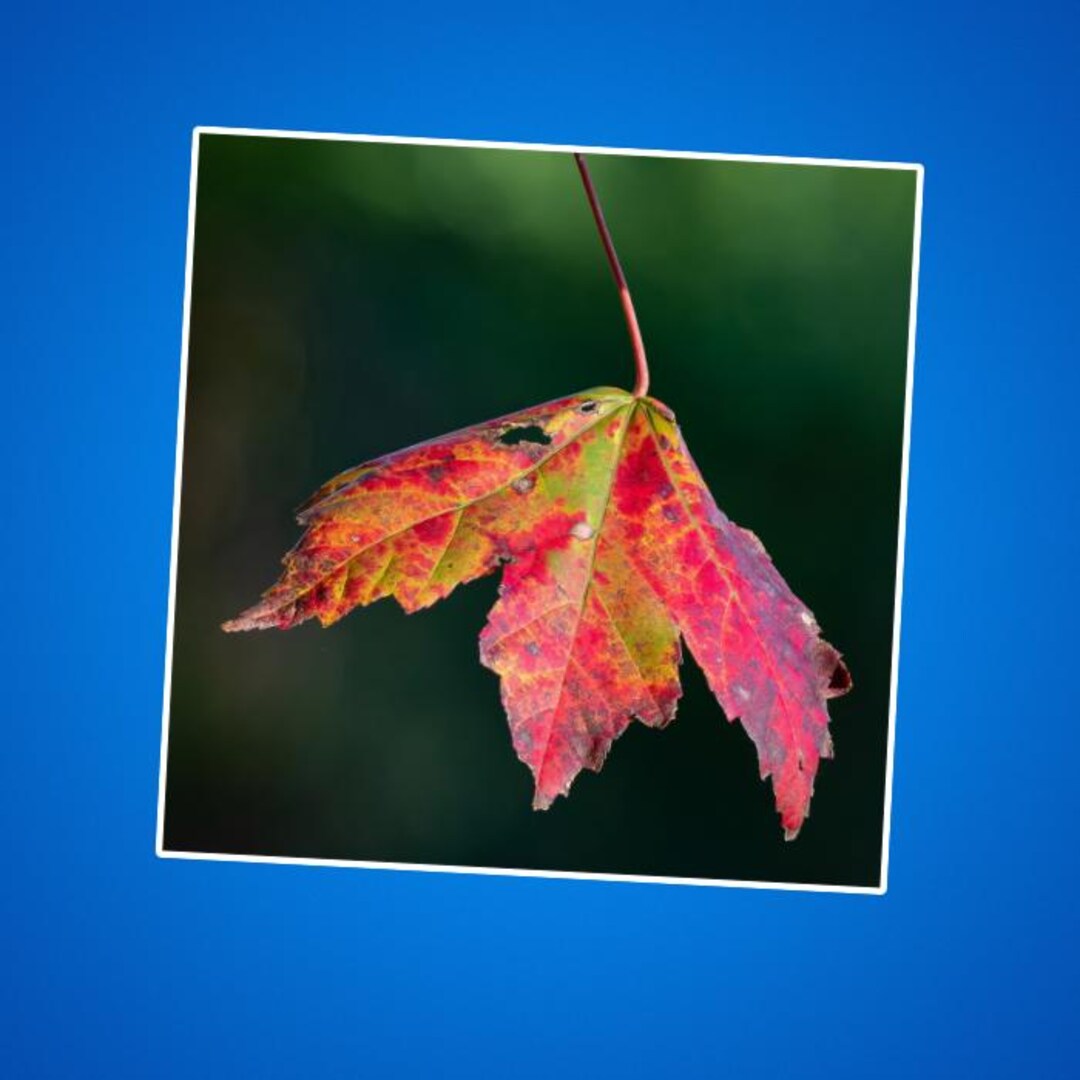 Autumn Colors Maple Leaf Kiss-cut Stickers - Fall Foliage Decal, Nature ...