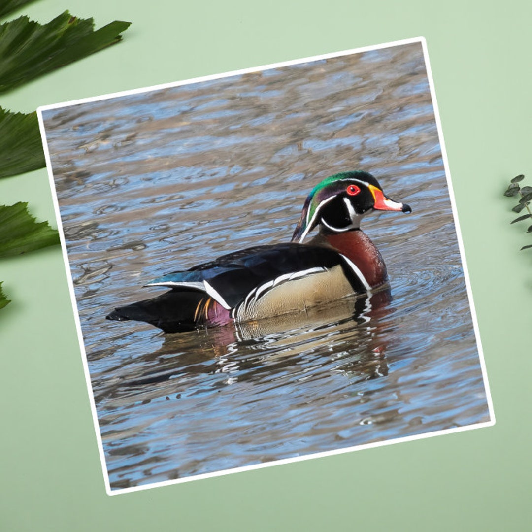 Wood Duck Sticker, Male Wood Duck, Wood Duck Drake, Colorful Duck, Duck ...