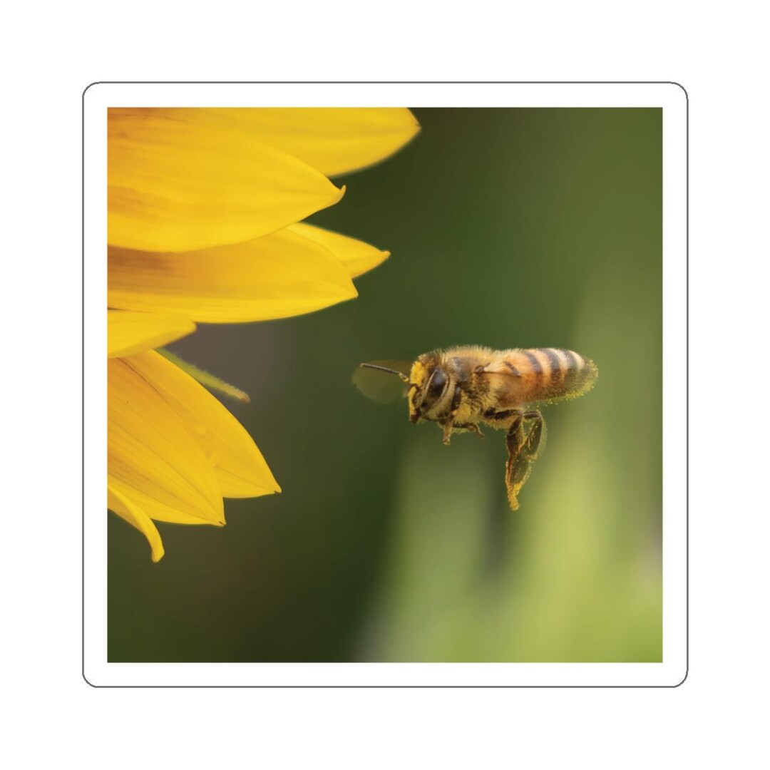 Honey Bee in Flight, Bee in Flight, Bee and Sunflower, Honey Bee ...