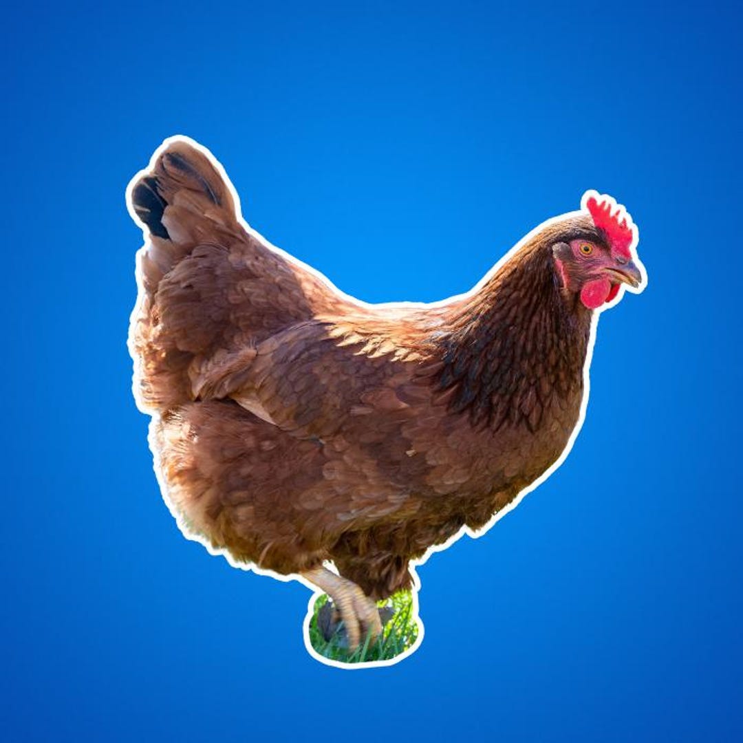 Rhode Island Red Chicken Sticker, Farm Animal Decal, Hen Lover Gift ...