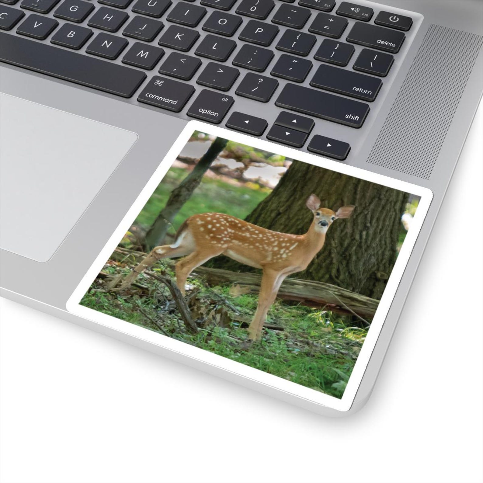 Fawn Sticker, White-tailed Deer Sticker, Deer Sticker, Deer, Baby Deer ...