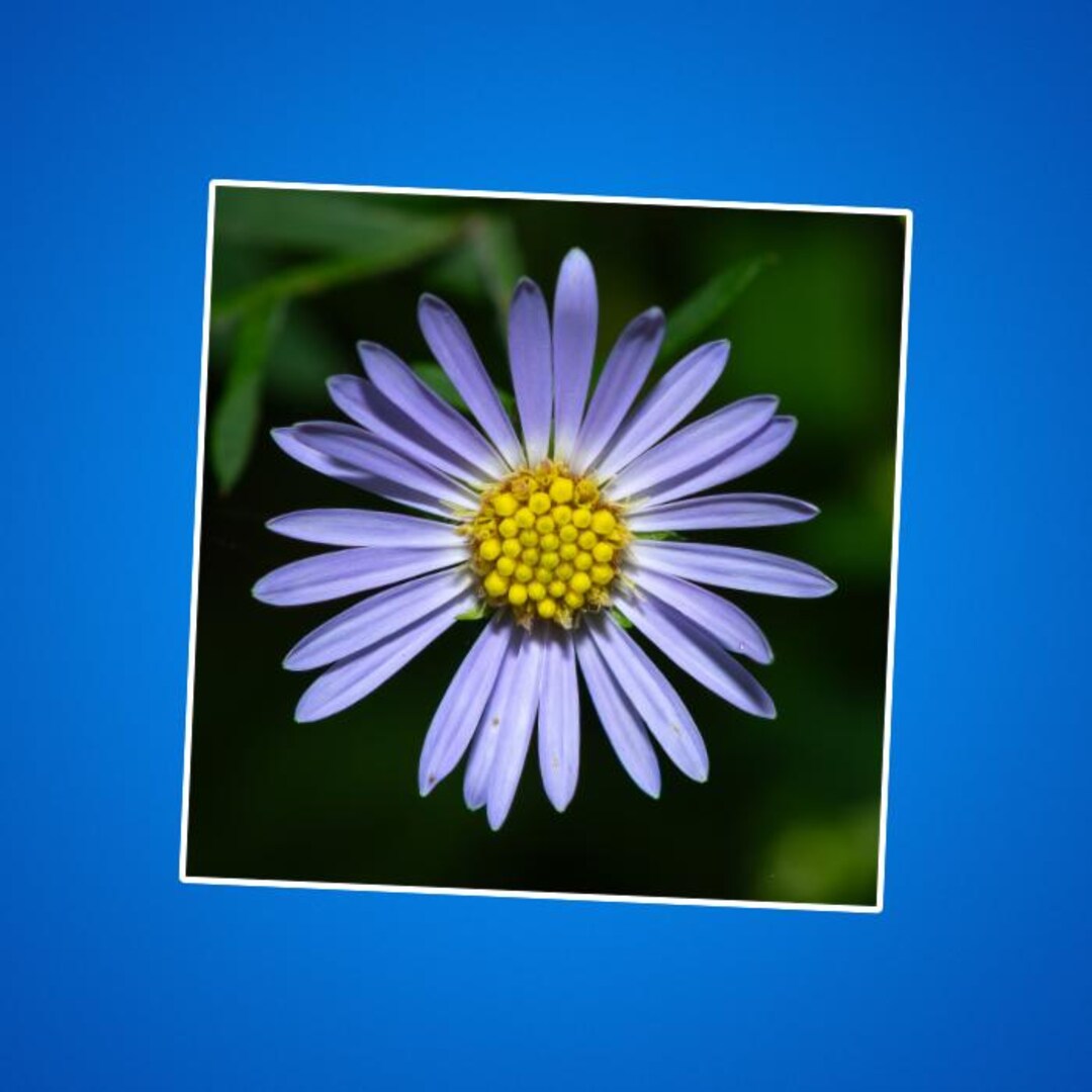 Powder Blue Aster Daisy Sticker, Floral Decal, Laptop Decal, Nature ...