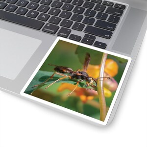 Wasp Sticker, Fancy Wasps, Wasp Drinking Water, Wasp With a Dew Drop ...