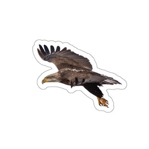 Juvenile Bald Eagle Sticker, Young Bald Eagle in Flight, Flying Eagle ...