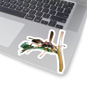 Wasp Sticker, Fancy Wasps, Wasp Drinking Water, Wasp With a Dew Drop ...