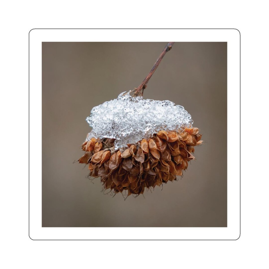Seed-pod Sticker, Icy Seed-pod Sticker, Wintery Sticker for Laptop, Icy ...