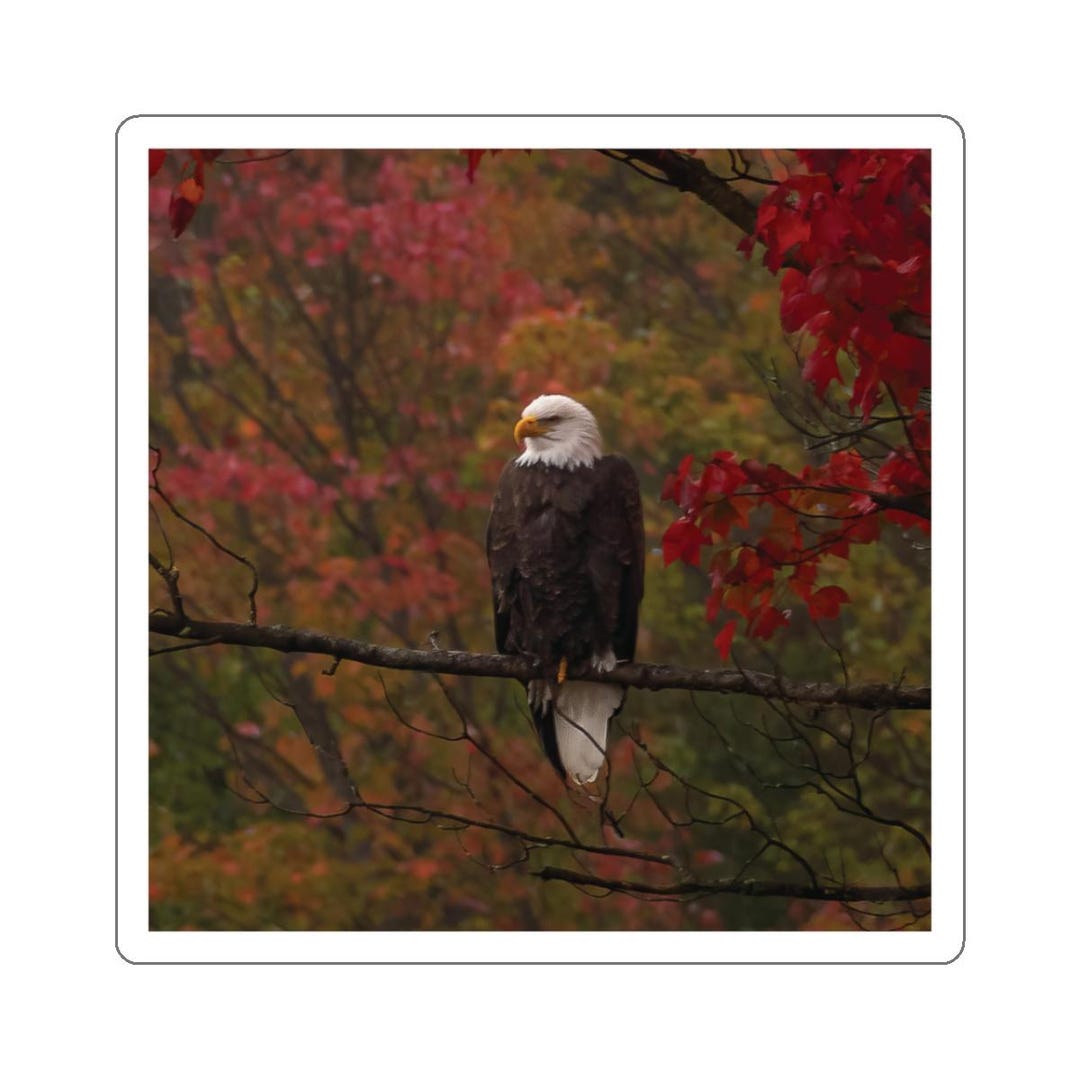 Bald Eagle Stickers, Bald Eagle in Autumn Leaves Sticker, Birds of Prey ...