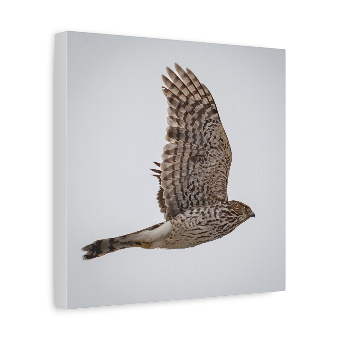 Canvas Wall Art, Hawk In-flight Photo Matte Stretched - Wildlife Home ...