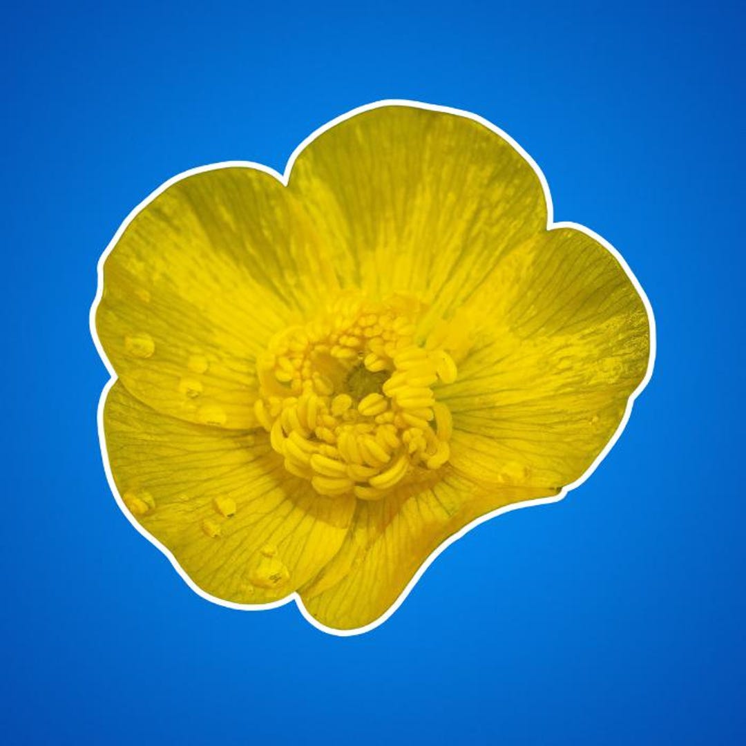 Buttercup Flower Stickers, Butter Cup, Floral Sticker, Botanical Decal ...