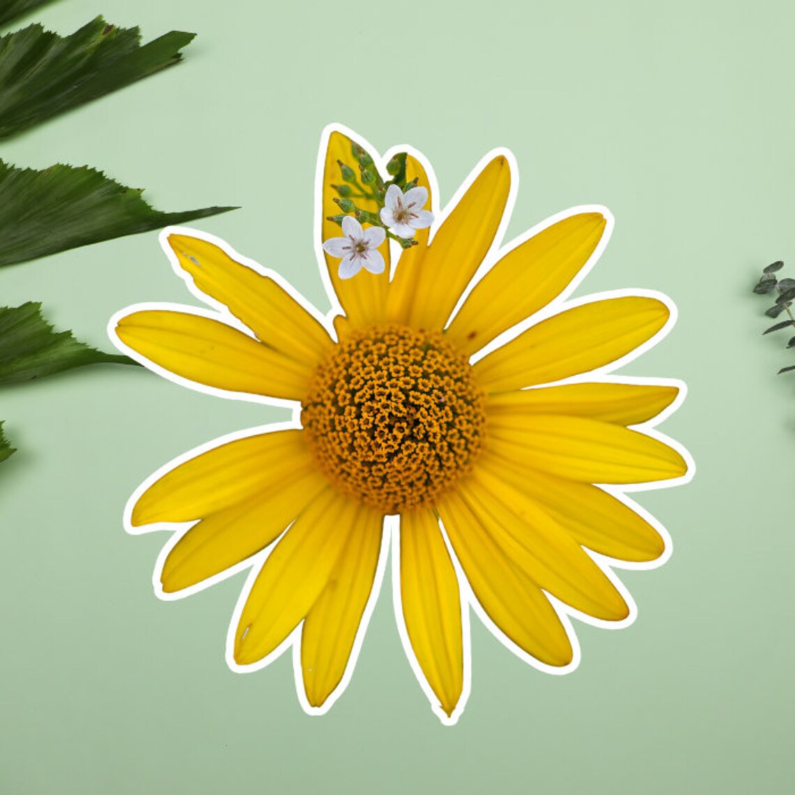 Oxeye Sunflower, Yellow and White Flowers, Daisy Stickers, Pretty ...