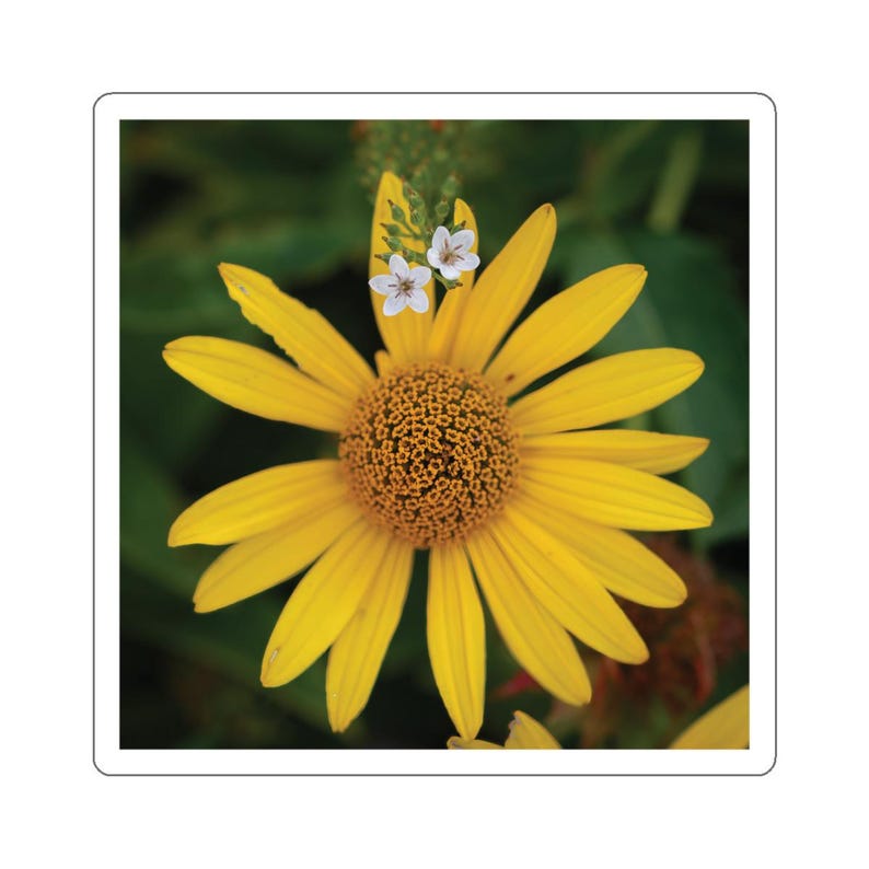 Oxeye Sunflower, Yellow and White Flowers, Daisy Stickers, Pretty ...