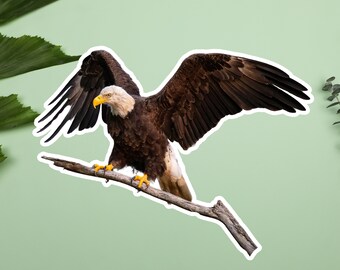 Bald Eagle Wings Spread, Eagle Wings, Bald Eagle Sticker, Raptors ...