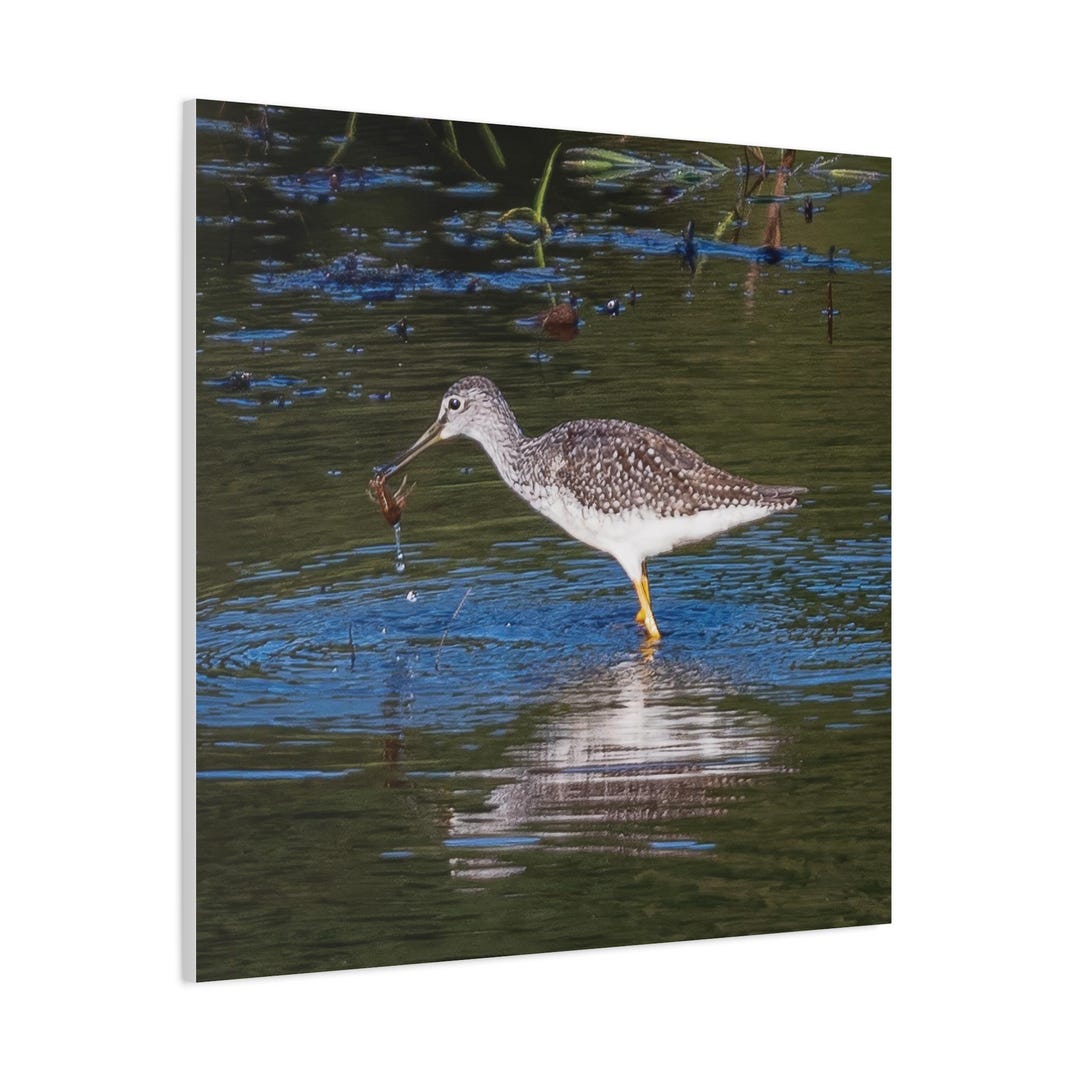 Canvas Wall Art, Yellow Leg Bird Photo Print, Matte Stretched 25" Decor ...