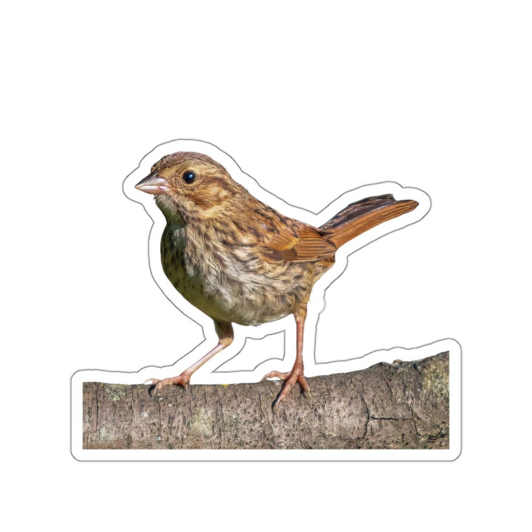 Sparrow Sticker, Sticker for Laptop, Bird Sticker, Square Sticker ...