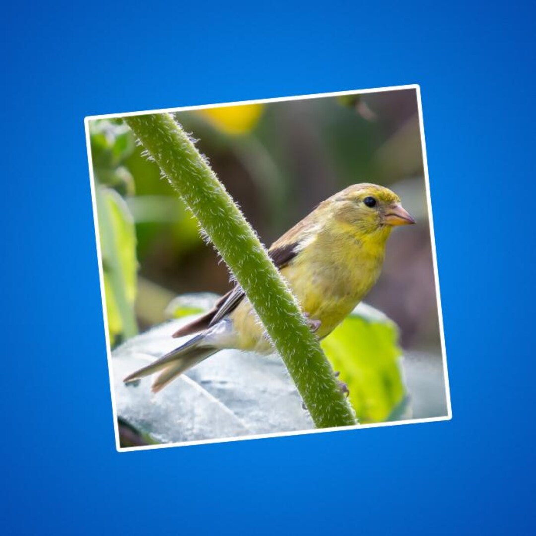 Goldfinch Stickers, Gold Finch Sticker, Yellow and Black Birds ...
