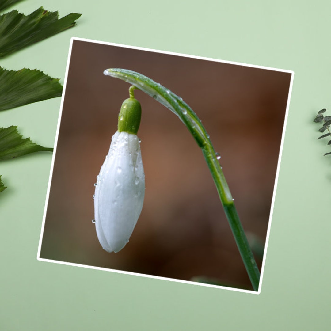 Snow Drop Flower Stickers, Snowdrop Flower Sticker, Closed Flower ...