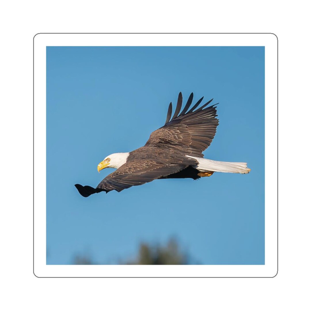 Bald Eagle Sticker, Bald Eagle in Flight, Eagle in Flight Sticker ...