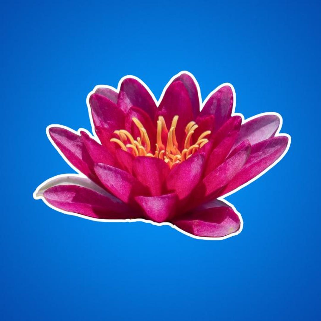 A Deep Pink Water Lily Sticker, Flowers on the Water, Gifts for ...