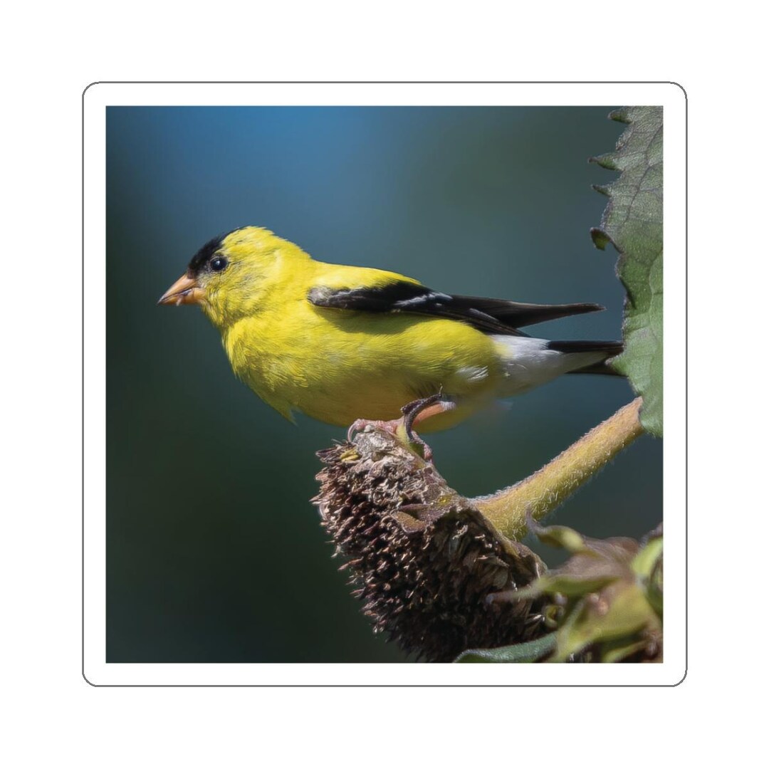 Goldfinch Stickers, Gold Finch Sticker, Sunflower and Finch, Finches ...
