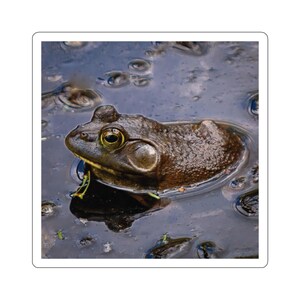 Bullfrog Sticker, Bull Frog Sticker, Bullfrog in the Water, Amphibians ...