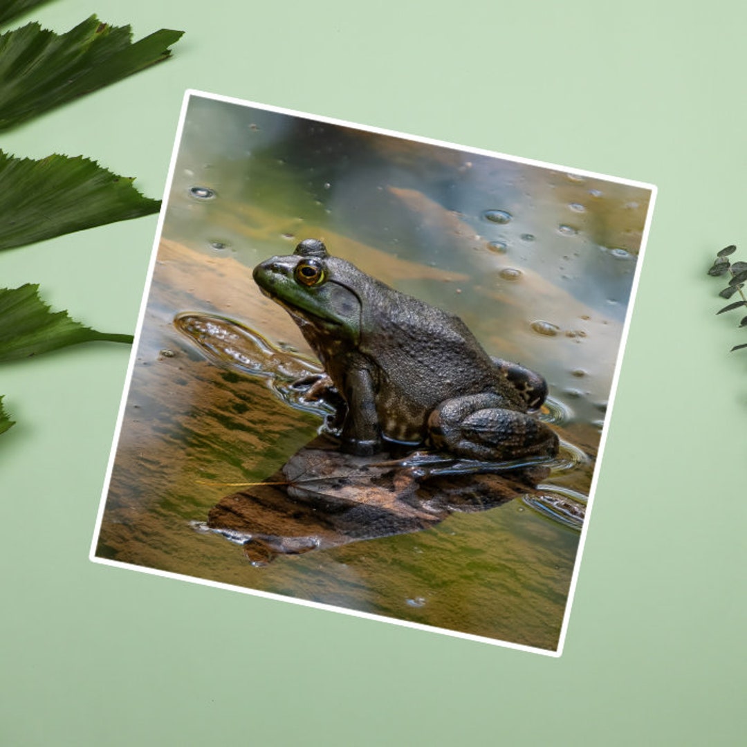 Bullfrog Stickers, Bull Frog Stickers, Amphibian Stickers, Frog in the ...