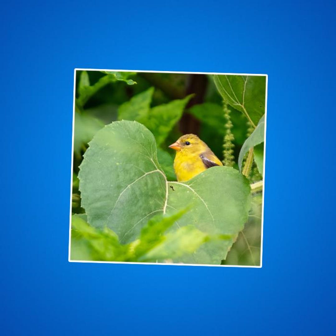 Goldfinch Stickers, Gold Finch Sticker, Yellow and Black Birds ...