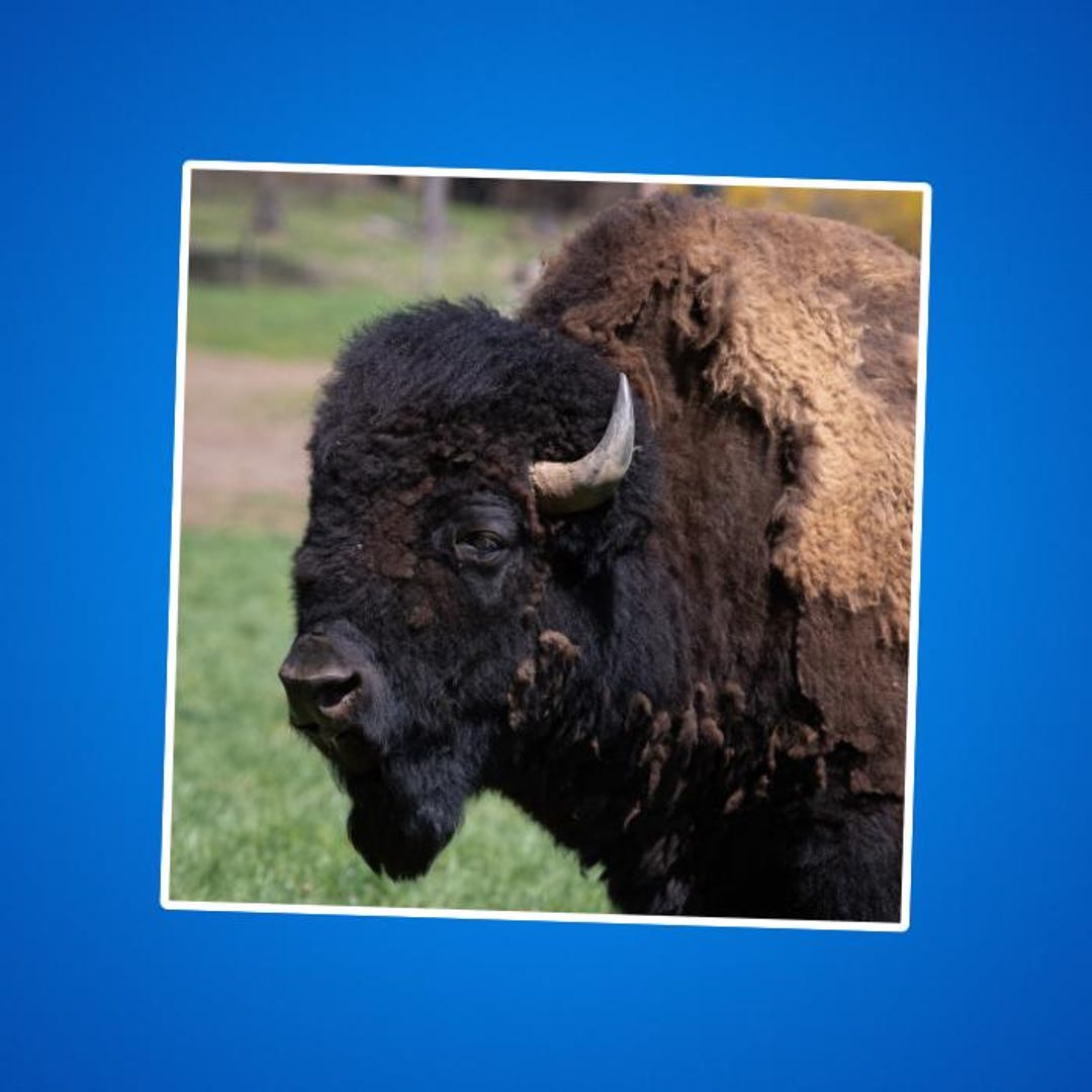 American Bison Bull Kiss-cut Sticker, Wildlife Lover Gift, Bison Decal ...