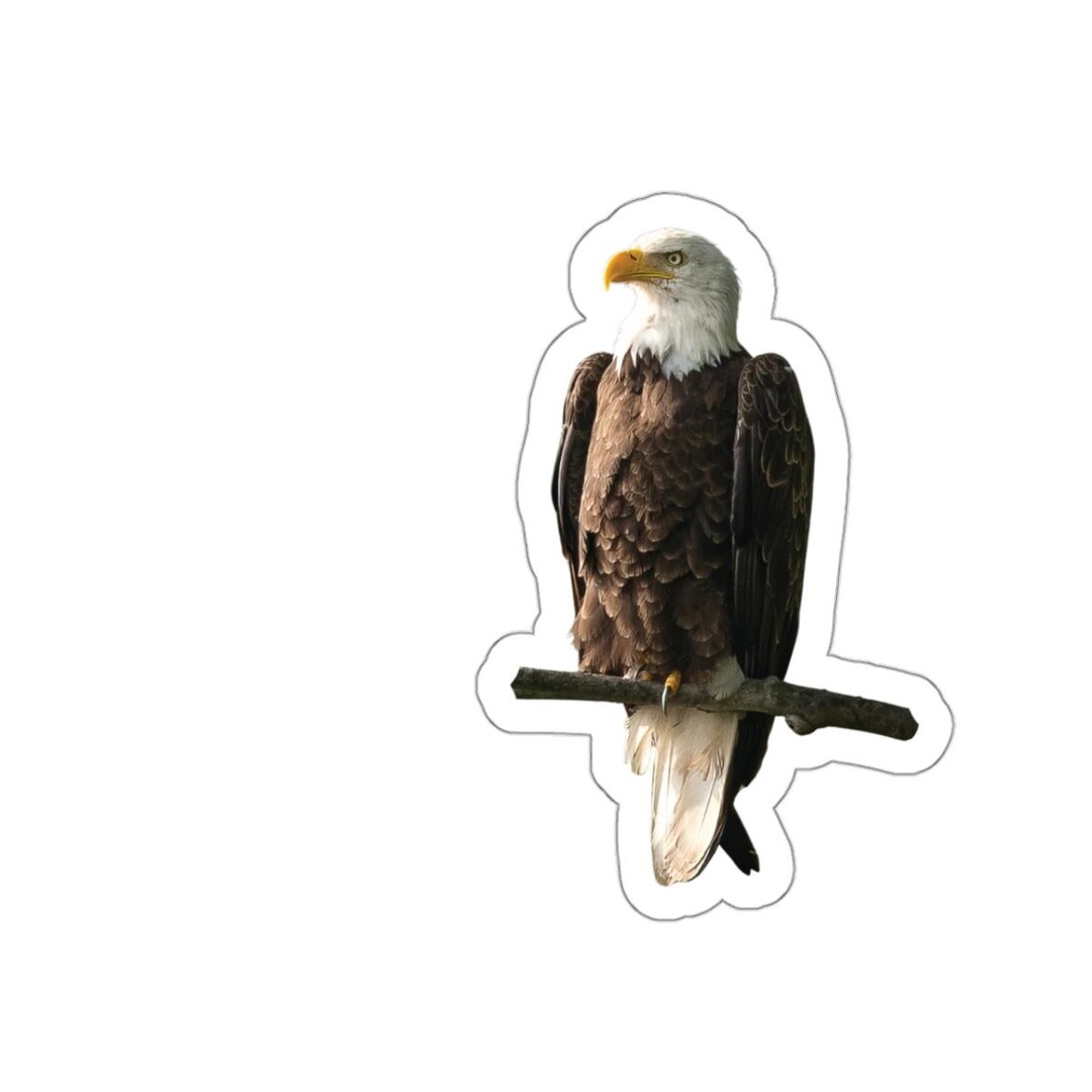 Bald Eagle Stickers, Birds of Prey Stickers, America Stickers ...