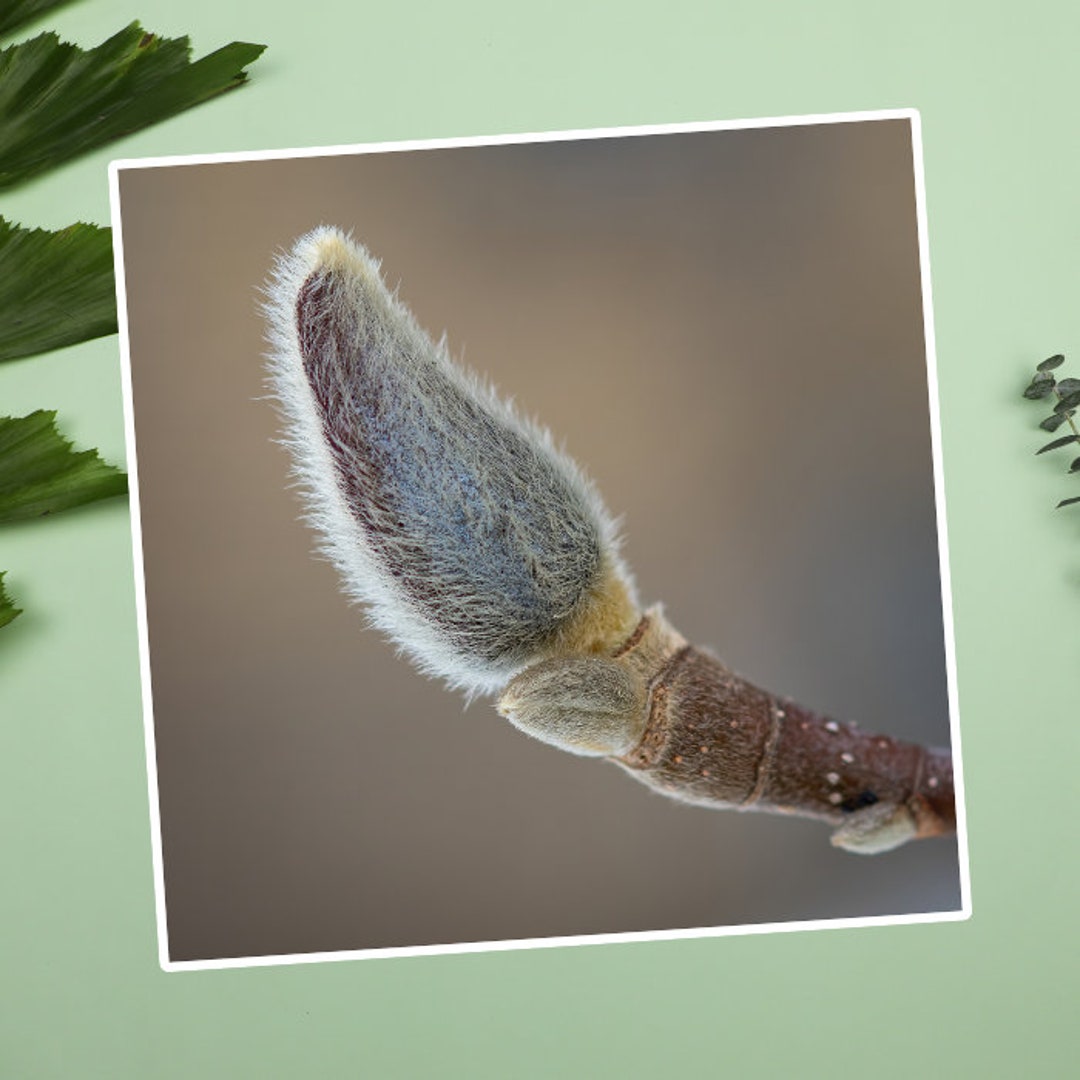 Pussy Willow Buds Sticker, Tree Buds, Fuzzy Bud Sticker, Trees, Nature ...