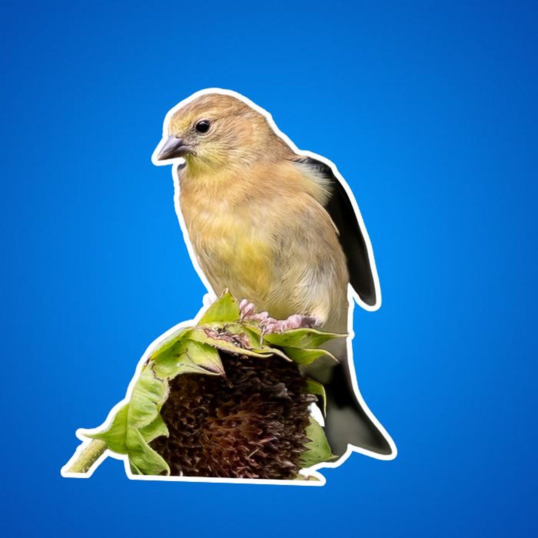 Goldfinch Stickers, Gold Finch Sticker, Yellow and Black Birds ...