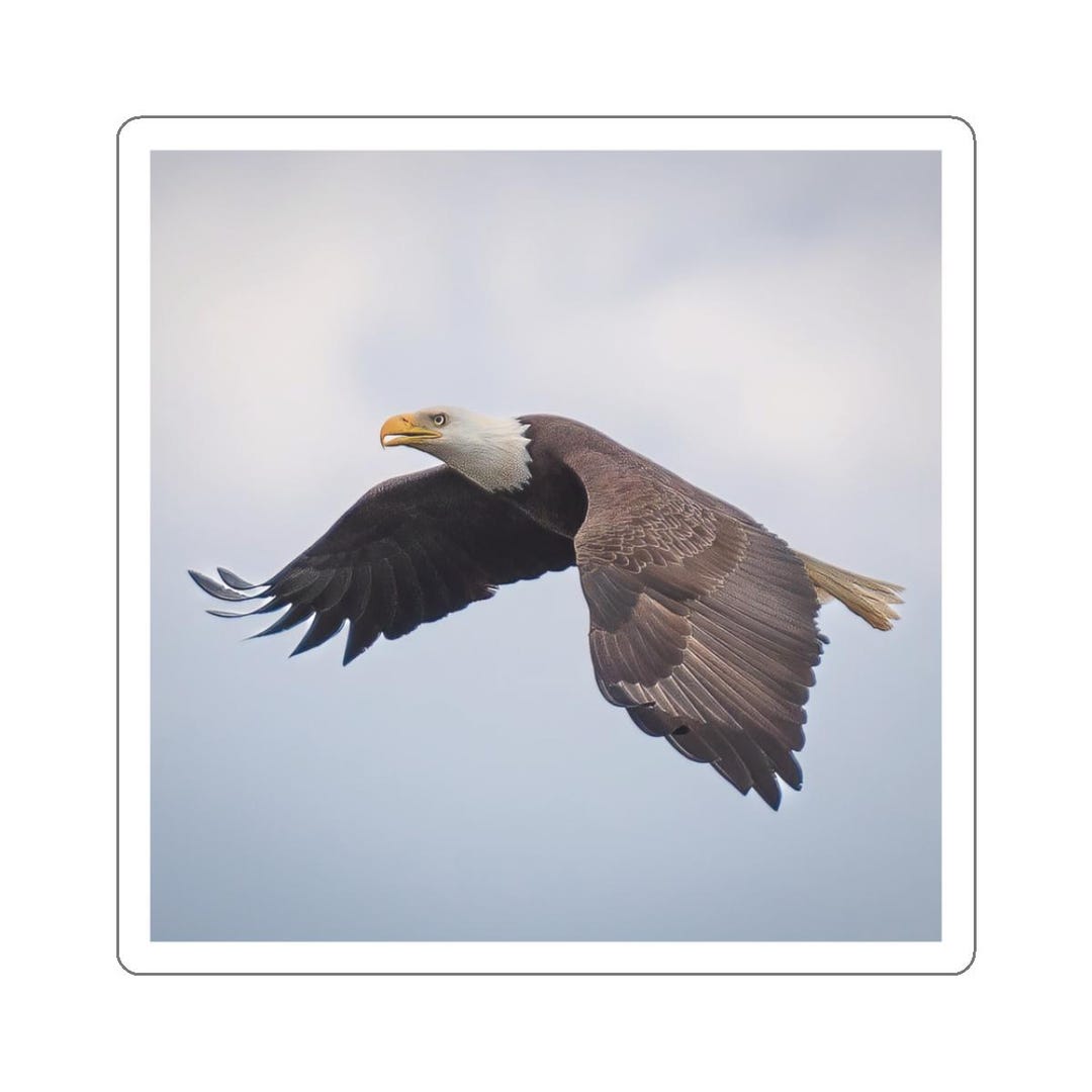 Bald Eagle Stickers, Eagle in Flight Sticker, Soaring Bald Eagle ...