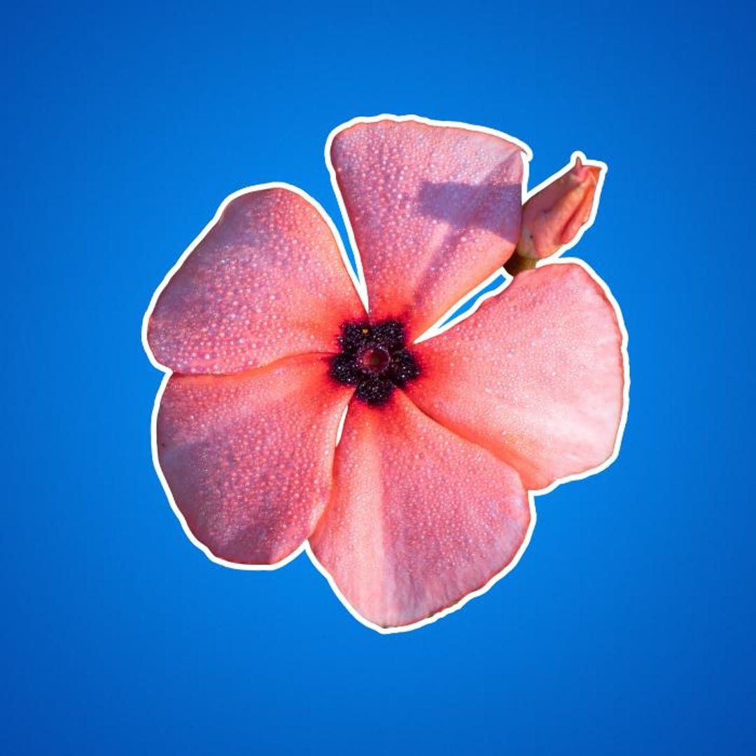 Coral Pink Periwinkle Flower Sticker - Floral Kiss-cut Stickers ...