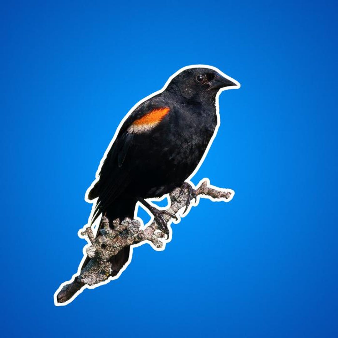 Red-winged Blackbird Stickers, Red Winged Black Bird Sticker, Songbird ...