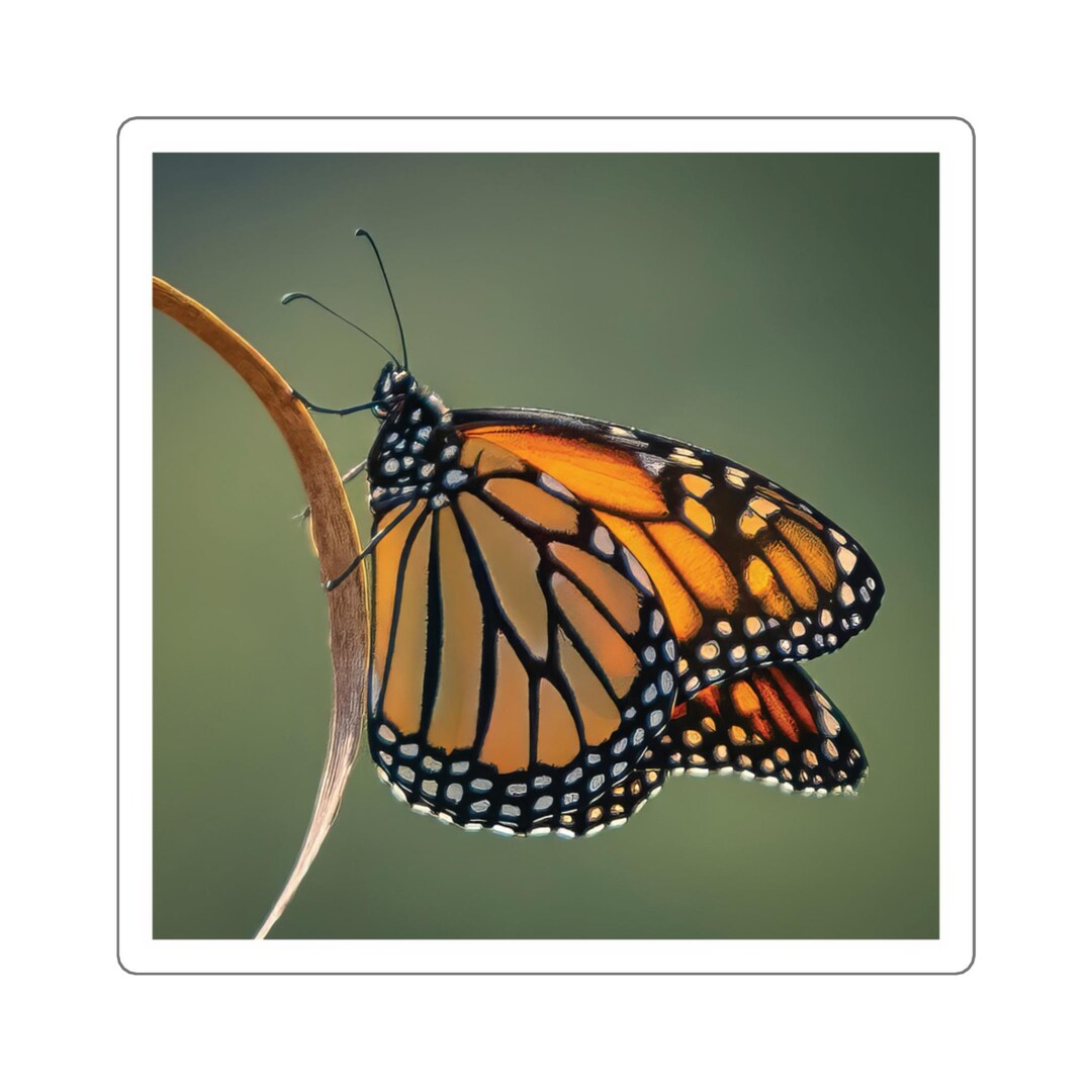 Monarch Butterfly Sticker, Square, Butterfly, Nature Photo, Insect ...