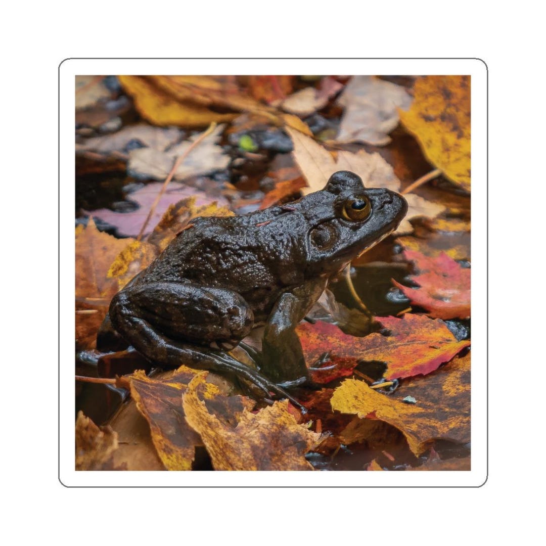 Bullfrog Stickers, Bull Frog Stickers, Amphibian Stickers, Frog in the ...