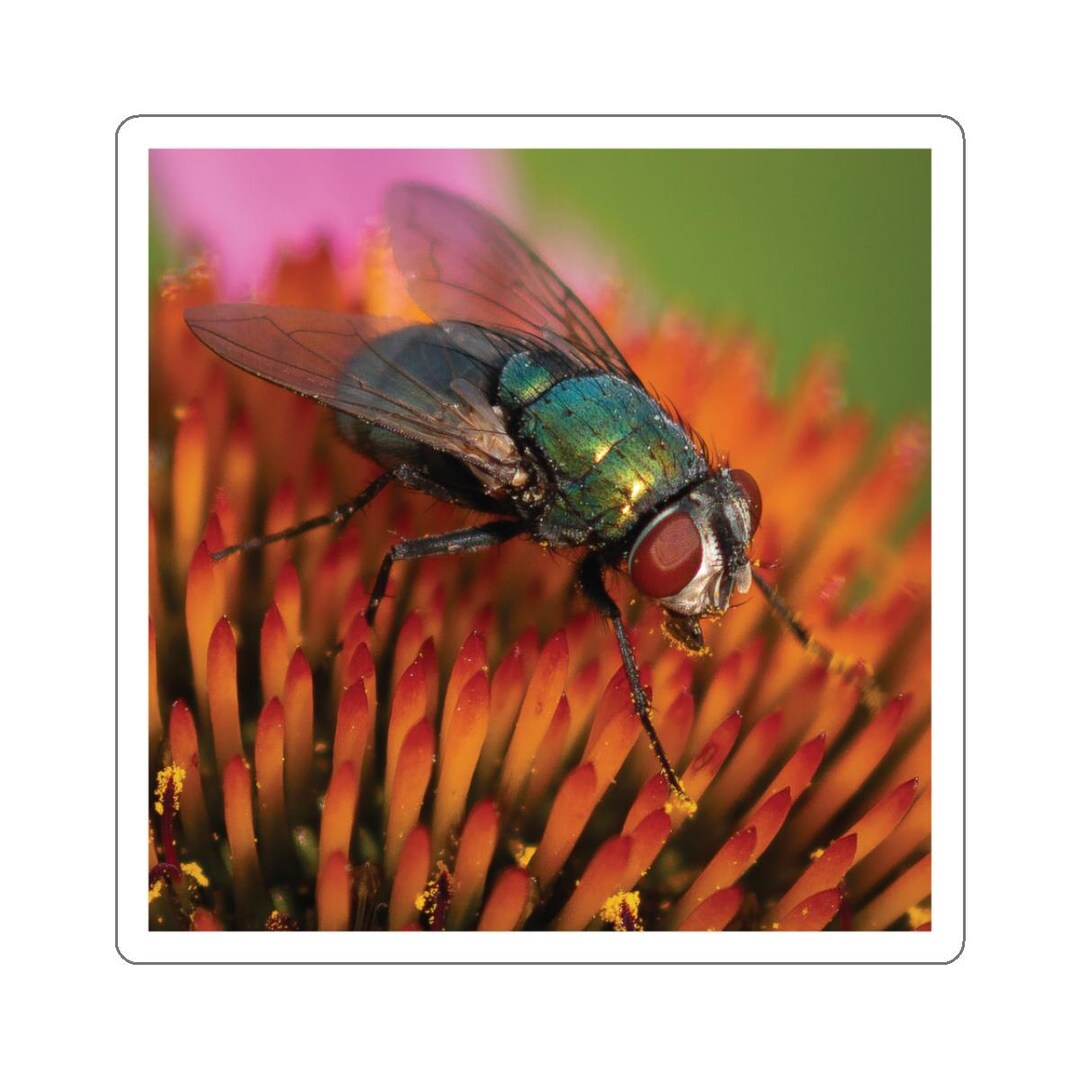 Green Bottle Fly Stickers, Fly on a Flower, Flies and Bugs, Wildlife ...