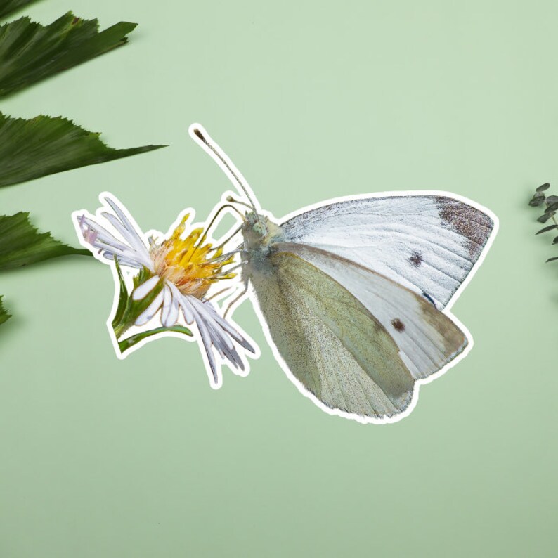 Cabbage White Butterfly Stickers, White Butterfly Sticker, White Moths ...