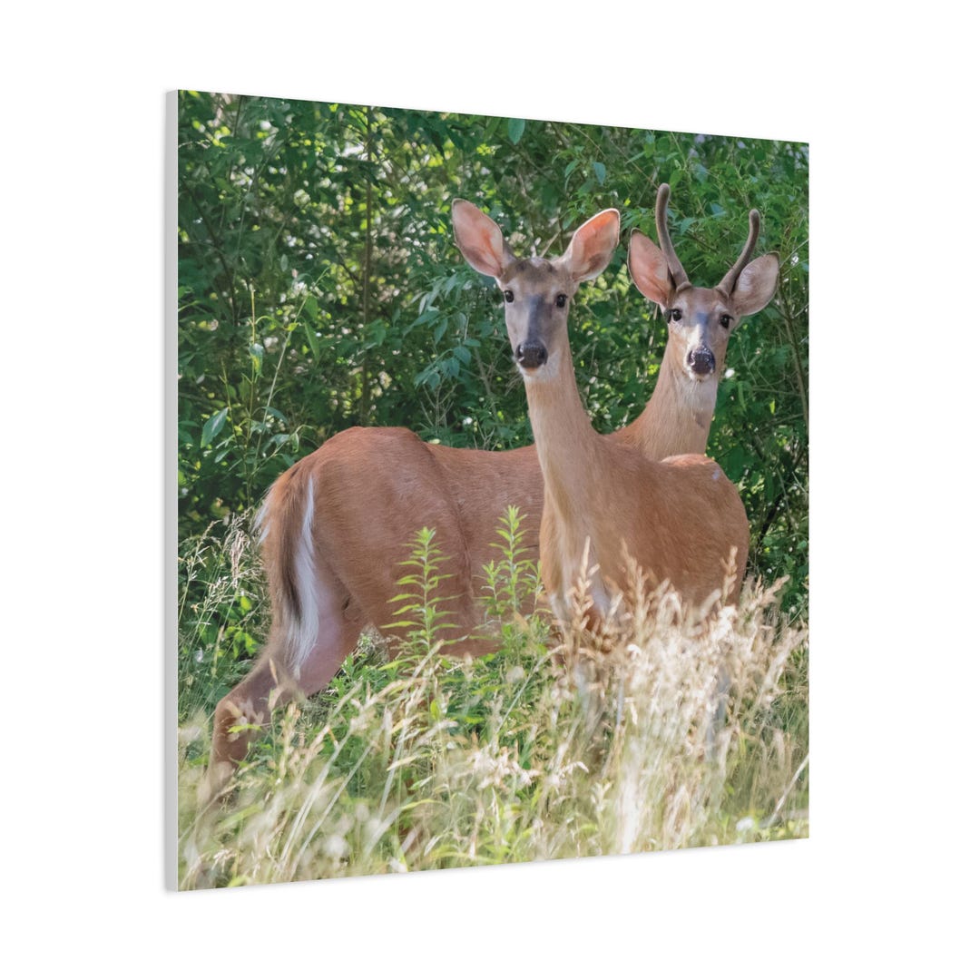 Canvas Print, Whitetail Deer Buck and Doe Wall Art, Wildlife Nature Home Decor, Cabin Living ...
